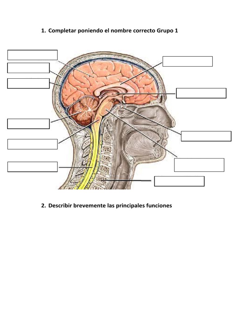 Sistema Nervioso para Completar 1 | PDF