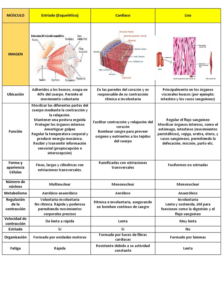 Cuadro Comparativo de Los Músculos | PDF | Músculo esquelético | Corazón