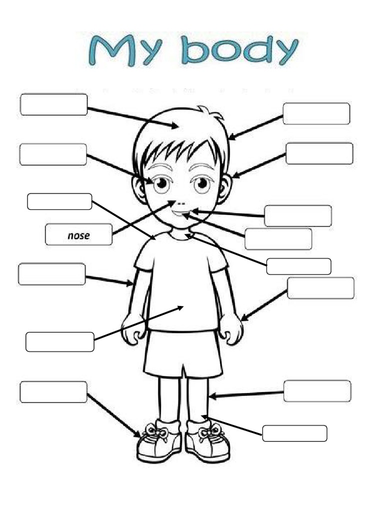 Partes Del Cuerpo En Ingles Pdf