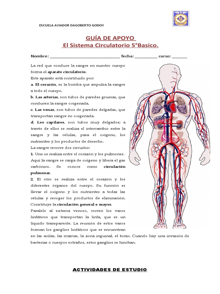 Guia - 1 - El - Sistema - Circulatorio 5to | PDF | Sistema circulatorio ...