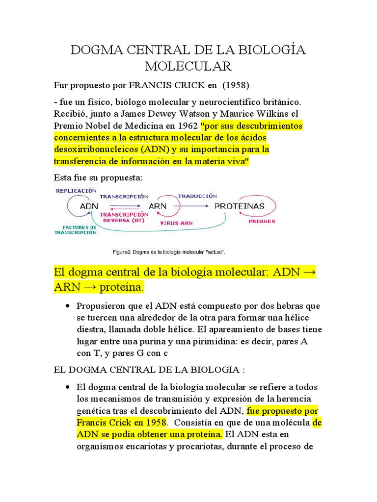 DOGMA CENTRAL DE LA BIOLOGÍA MOLECULAR Ximena | PDF | Rna | Adn