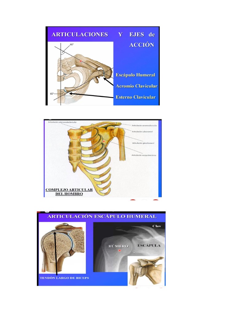 Clase De Anatomia 2 3er Parcial Pdf