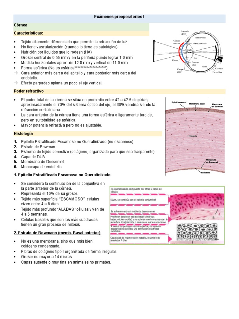Exámenes Preoperatorios I | PDF | Córnea | Anatomía
