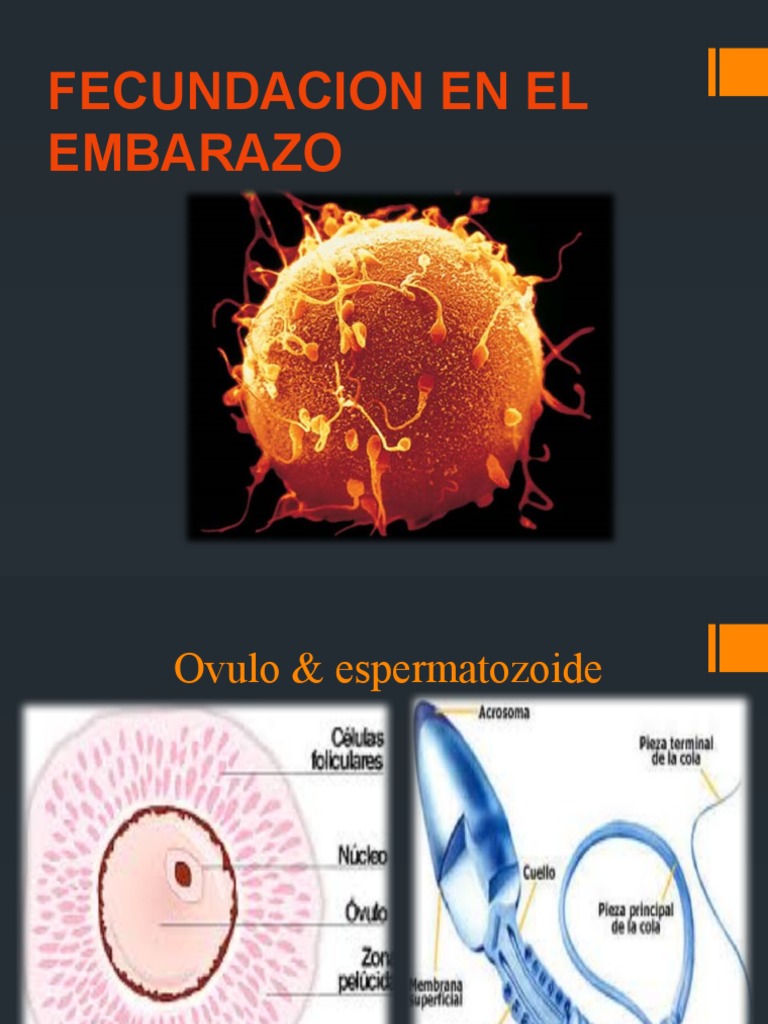 FECUNDACION | PDF | Parto | Embrión