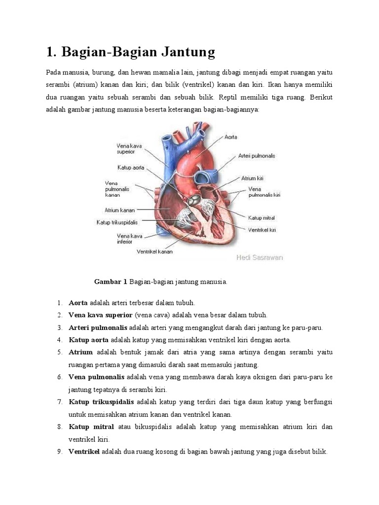 Anatomi dan Struktur Jantung Manusia | PDF