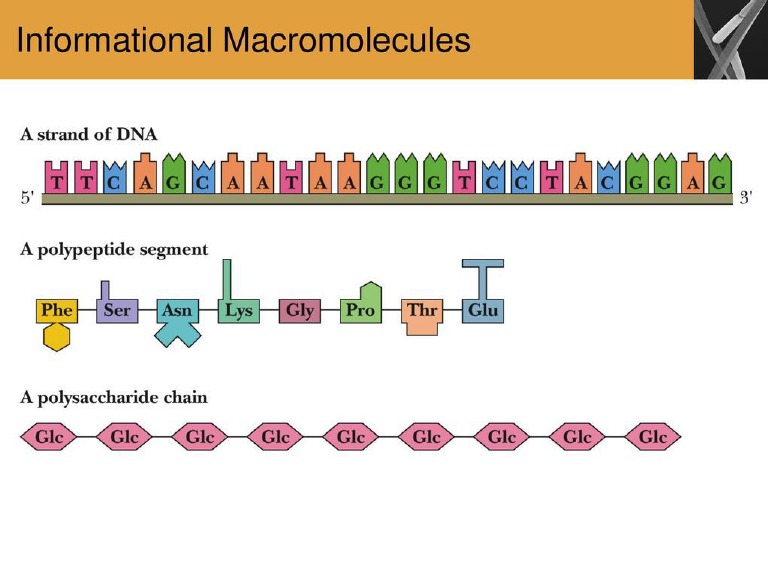 Informational Macromolecules | PDF