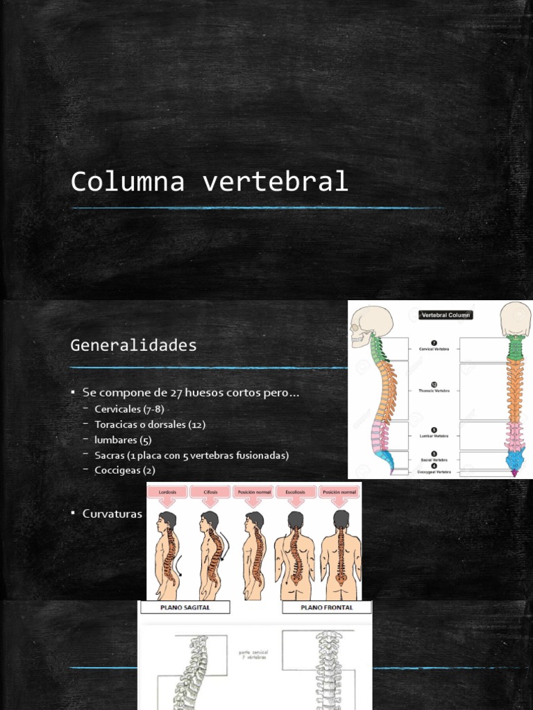 Columna Vertebral | PDF | La columna vertebral | Vértebra
