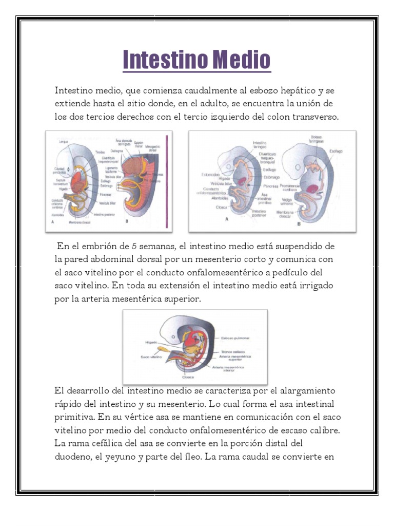 Intestino Medio | PDF | Abdomen | Intestino grueso