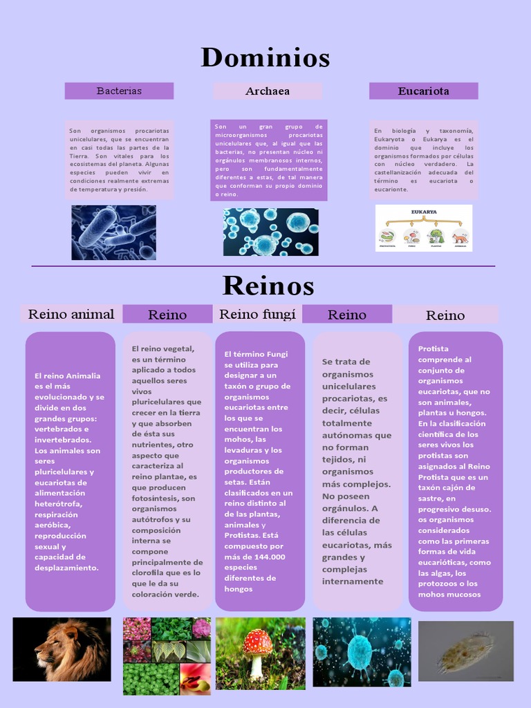 Dominios y Reinos | PDF | Eucariotas | Organismos