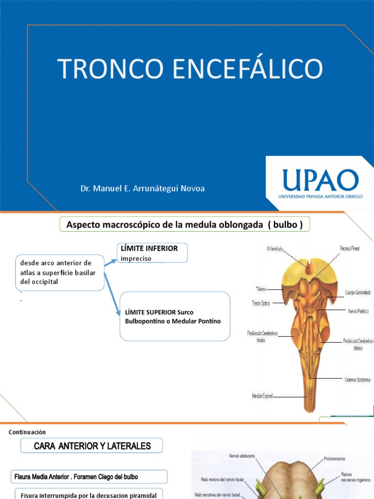 S2-Tronco Encefalico | PDF | Médula espinal | Anatomía humana