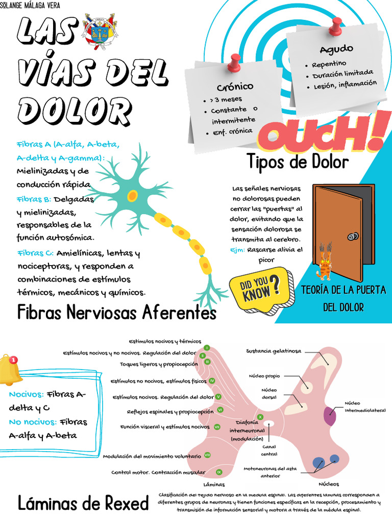 Vías Del Dolor | Descargar gratis PDF | Dolor | Neuroanatomía