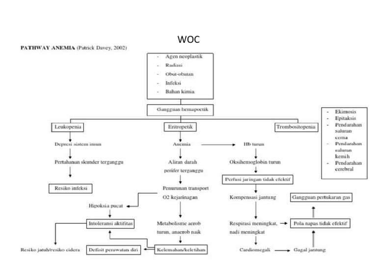 WOC ANEMIA PADA IBU HAMIL | PDF