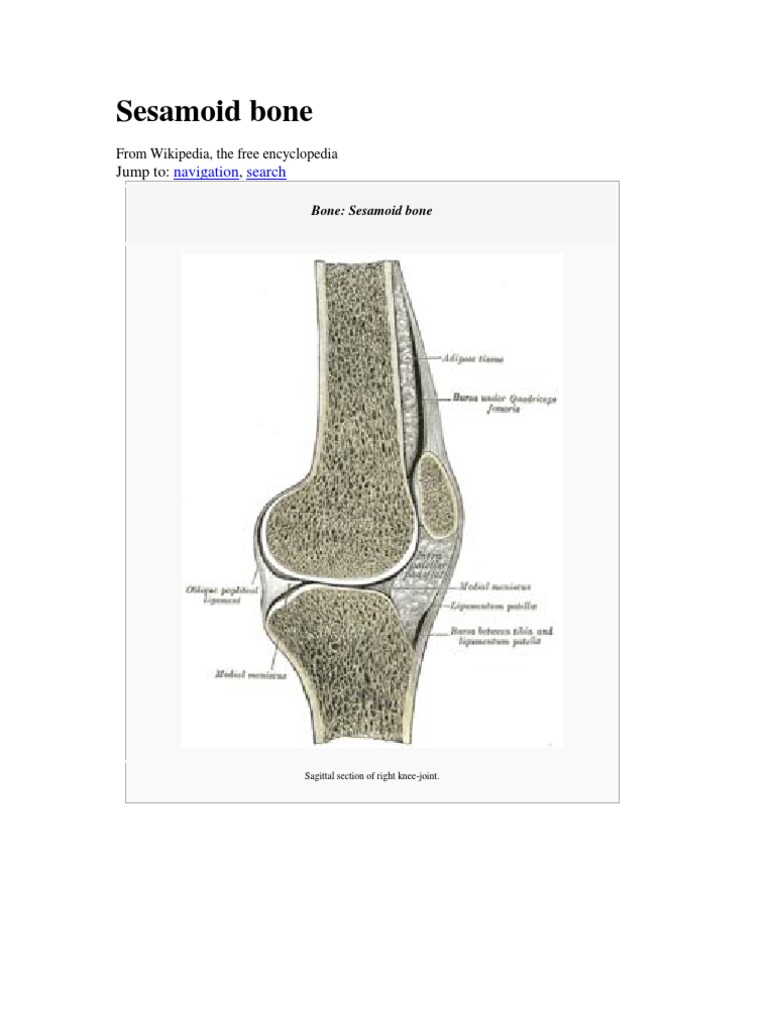 Sesamoid Bone | Musculoskeletal System | Limbs (Anatomy)