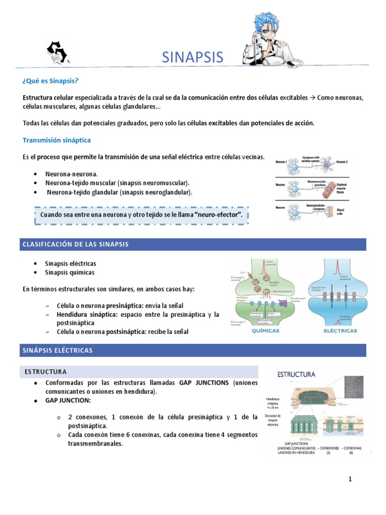 Sinapsis | PDF | Sinapsis | Sinapsis química