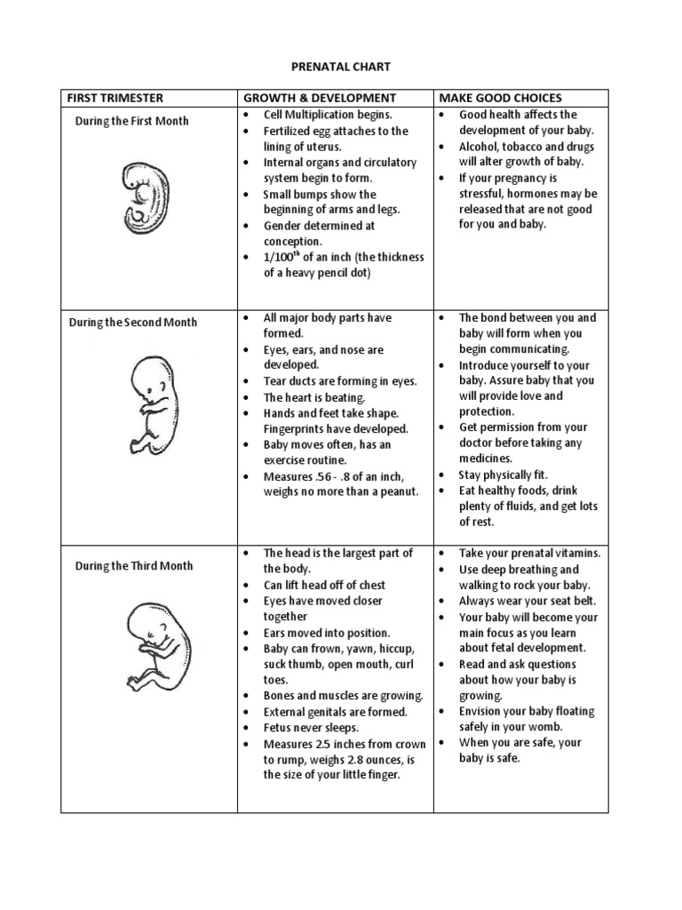 Prenatal Chart 2022 | PDF | Pregnancy | Prenatal Development