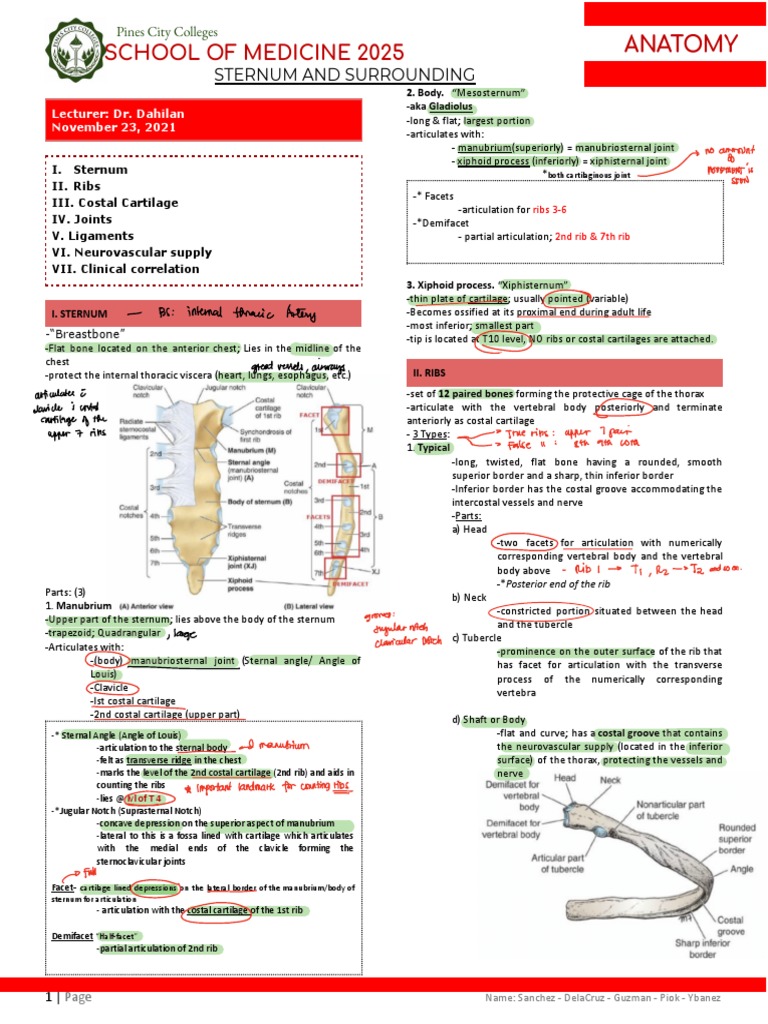 3.2 Sternum and Its Attachments Ribs Vertebral Attachments Joints ...