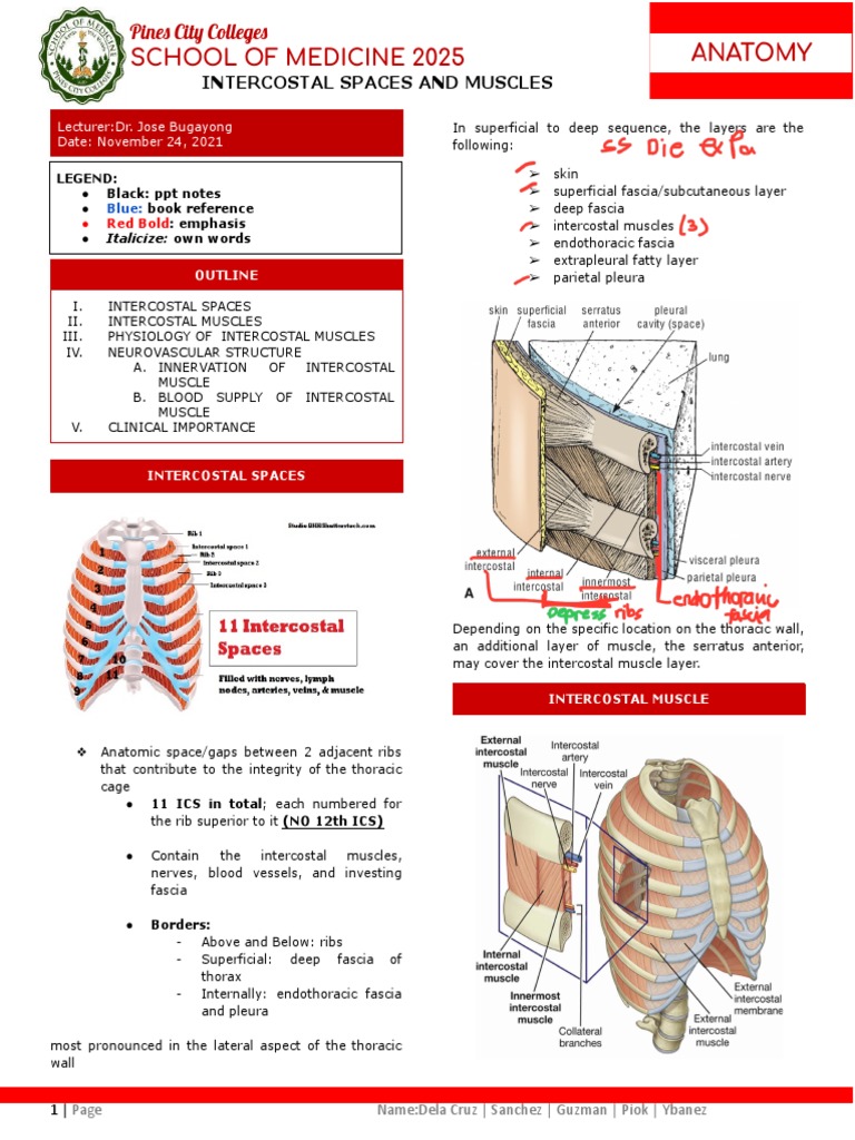 Intercostal Spaces and Muscles Overview | PDF | Abdomen | Thorax