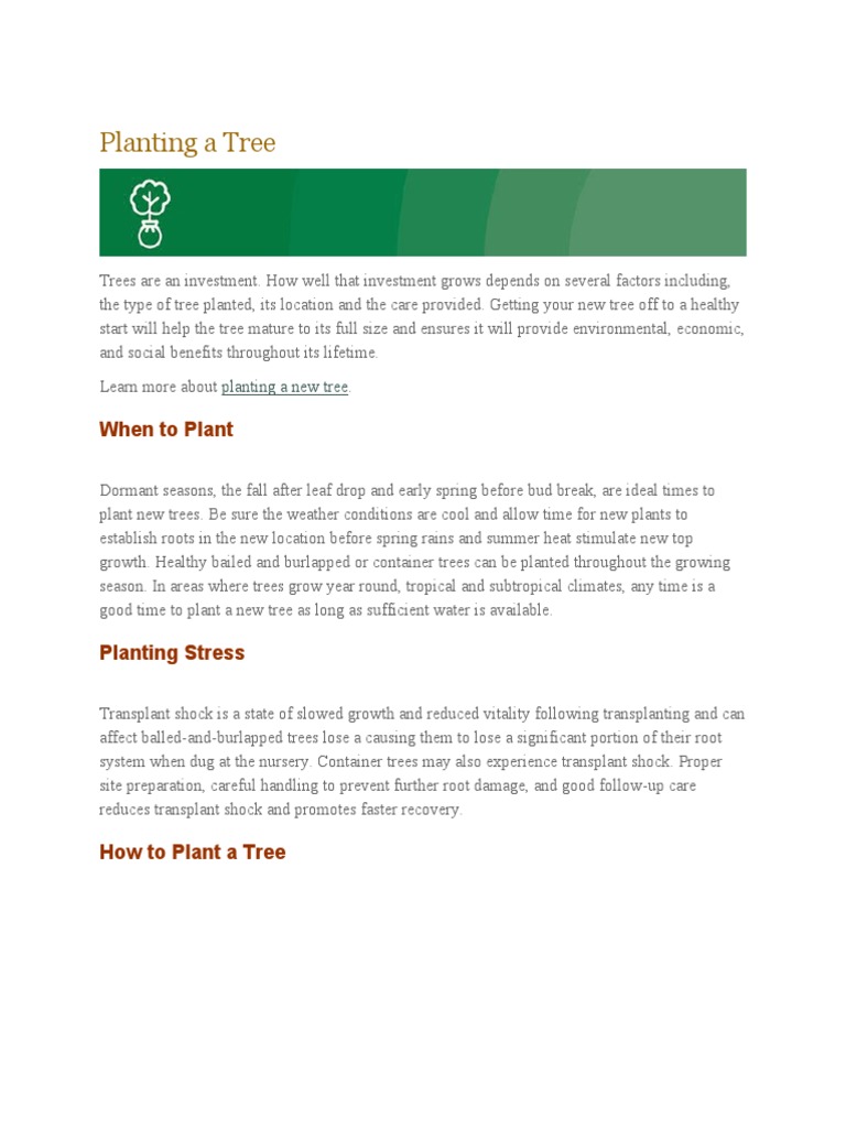 Planting A Tree | PDF | Mulch | Trees