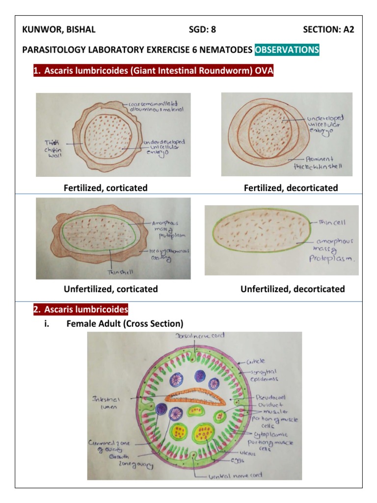 Para Lab Exercise 6 | PDF | Nematode | Gastroenterology Para Lab Exercise 6 | PDF | Nematode | Gastroenterology
