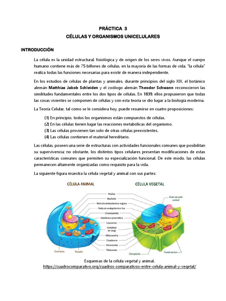 Práctica sobre Células y Organismos Unicelulares | PDF | Biología ...