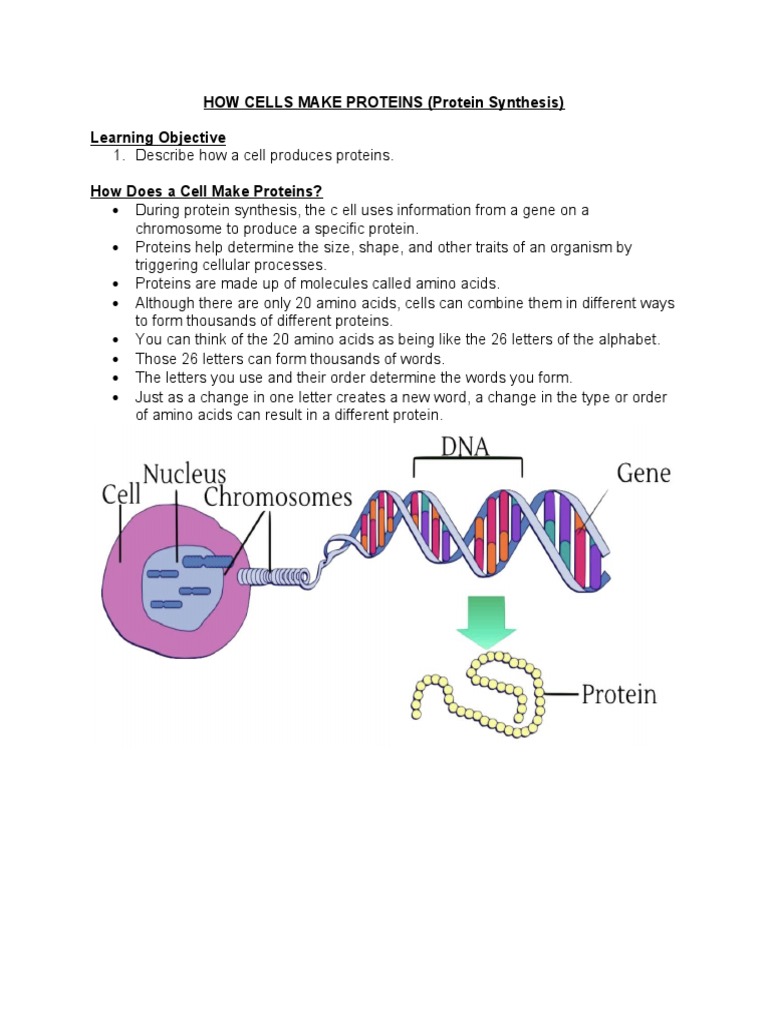 HOW CELLS MAKE PROTEINS - GR 7 Lesson Notes | PDF | Rna | Dna