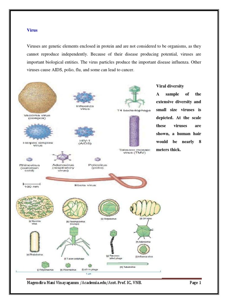 Virus Structure and Classification Overview | PDF | Virus | Retrovirus