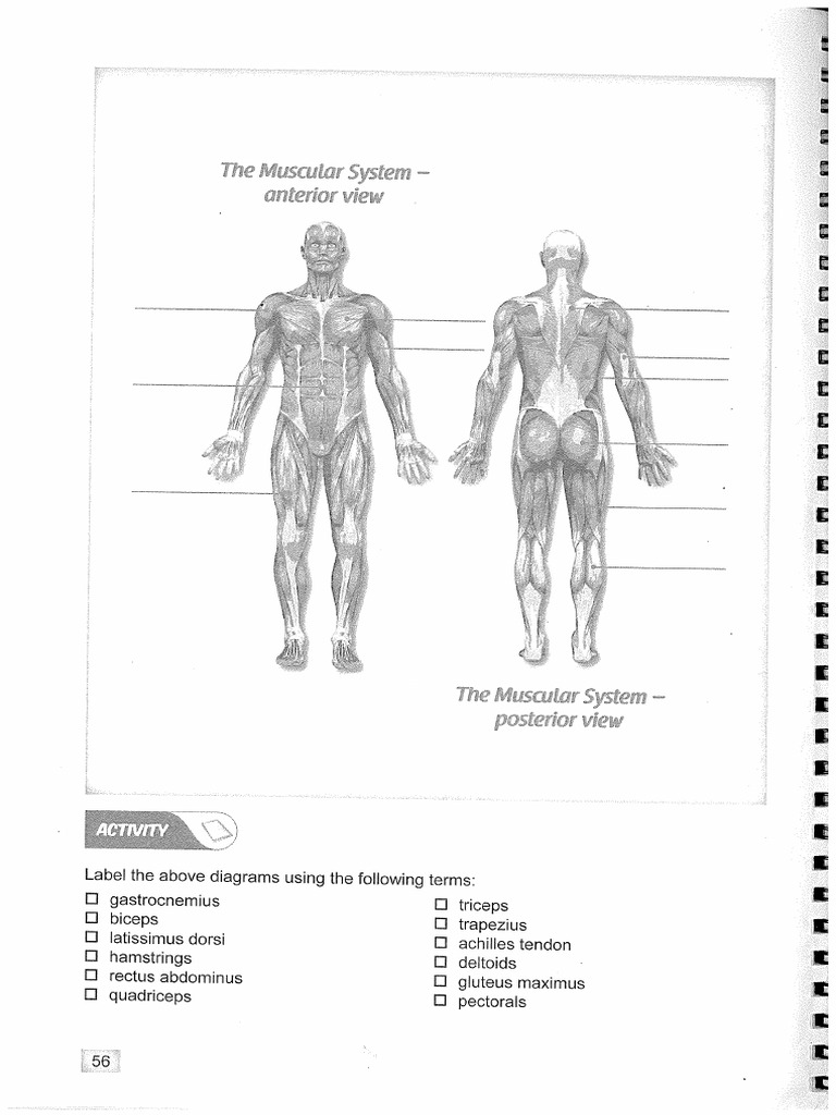 Muscular System | PDF