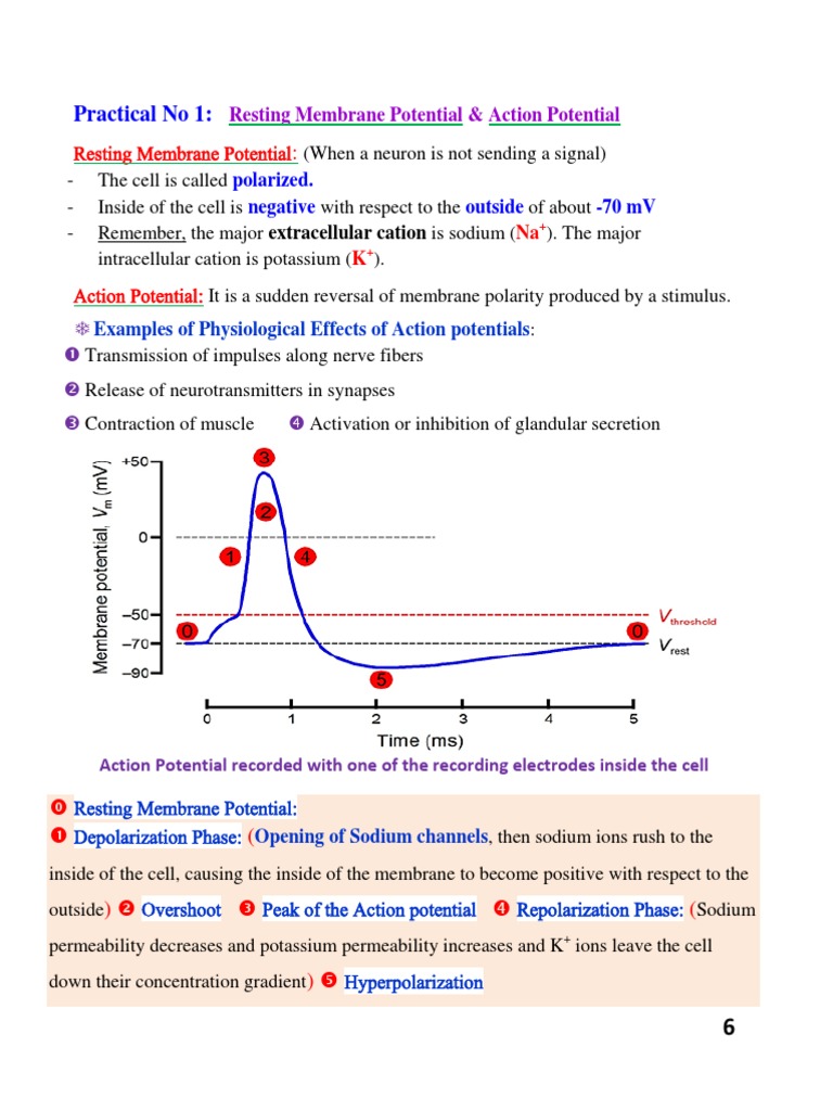 Action Potential and Nerve Stimulation | PDF | Action Potential ...
