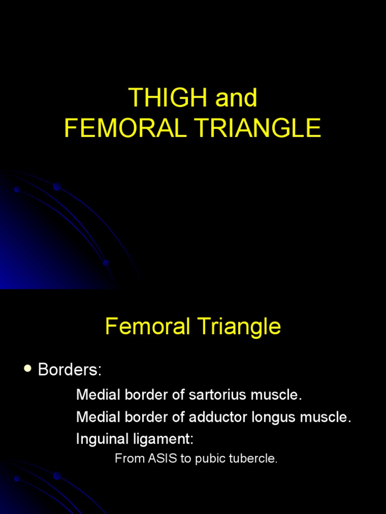 Thigh and Femoral Triangle Student | PDF | Soft Tissue | Human Anatomy