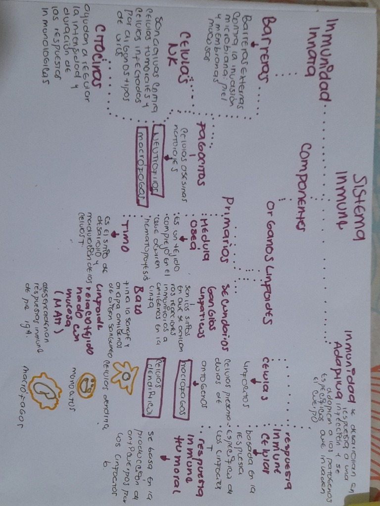 mapa conceptual sistema inmunológico | PDF