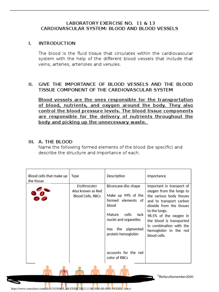 Lab Exercise11 13 Blood Blood Vessel 1 | PDF | Blood | Artery