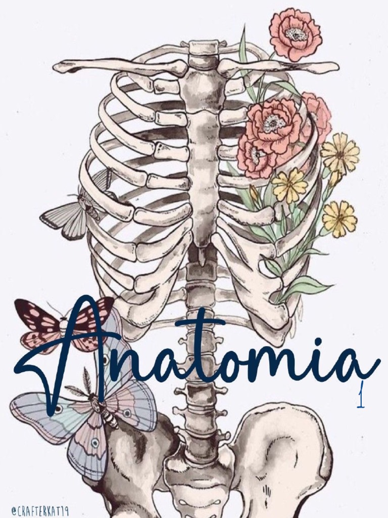 Anatomía 1 Teórico? | PDF | Piel | Órgano (anatomía)