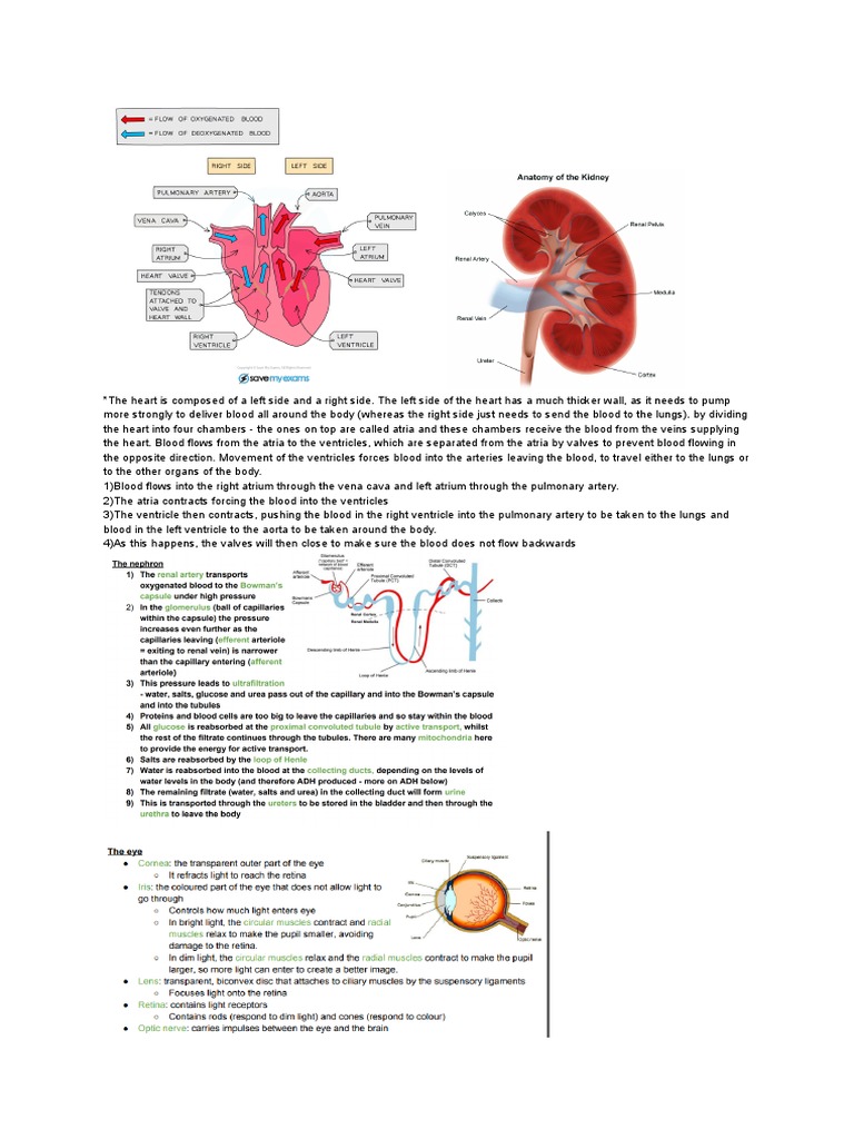 Heart Structure and Blood Flow Diagram | PDF