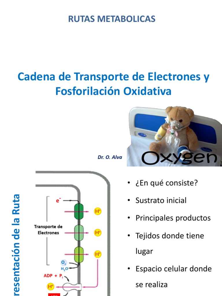 04 Cadena de Transporte de Electrones y Fosforilación Oxidativa | PDF | Trifosfato de adenosina ...