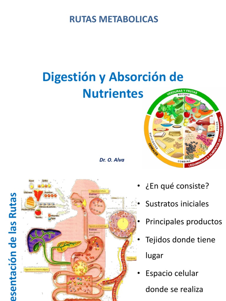 01 Digestion y Absorcion de Nutrientes | PDF | Digestión | Triglicéridos