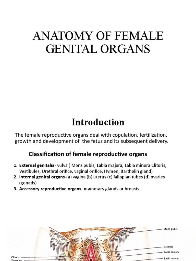 Anatomy of Female Genital Organs | PDF | Vagina | Uterus