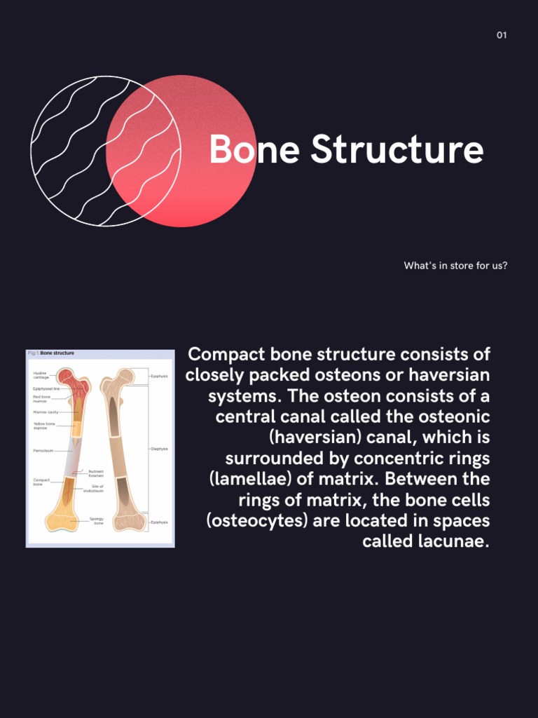 Topic PPT Bone Structure | PDF | Thorax | Human Body