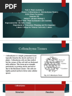 Supporting Tissues in Plants Explained | PDF | Tissue (Biology) | Plant ...