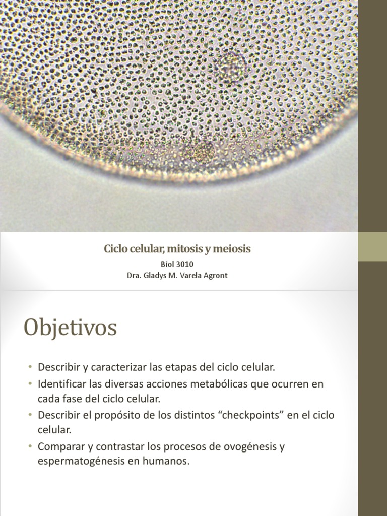 Biol 3010 Cap. 2 Ciclo Celular, Mitosis y Meiosis | PDF | Mitosis | Mitosis Biol 3010 Cap. 2 Ciclo Celular, Mitosis y Meiosis | PDF | Mitosis | Mitosis