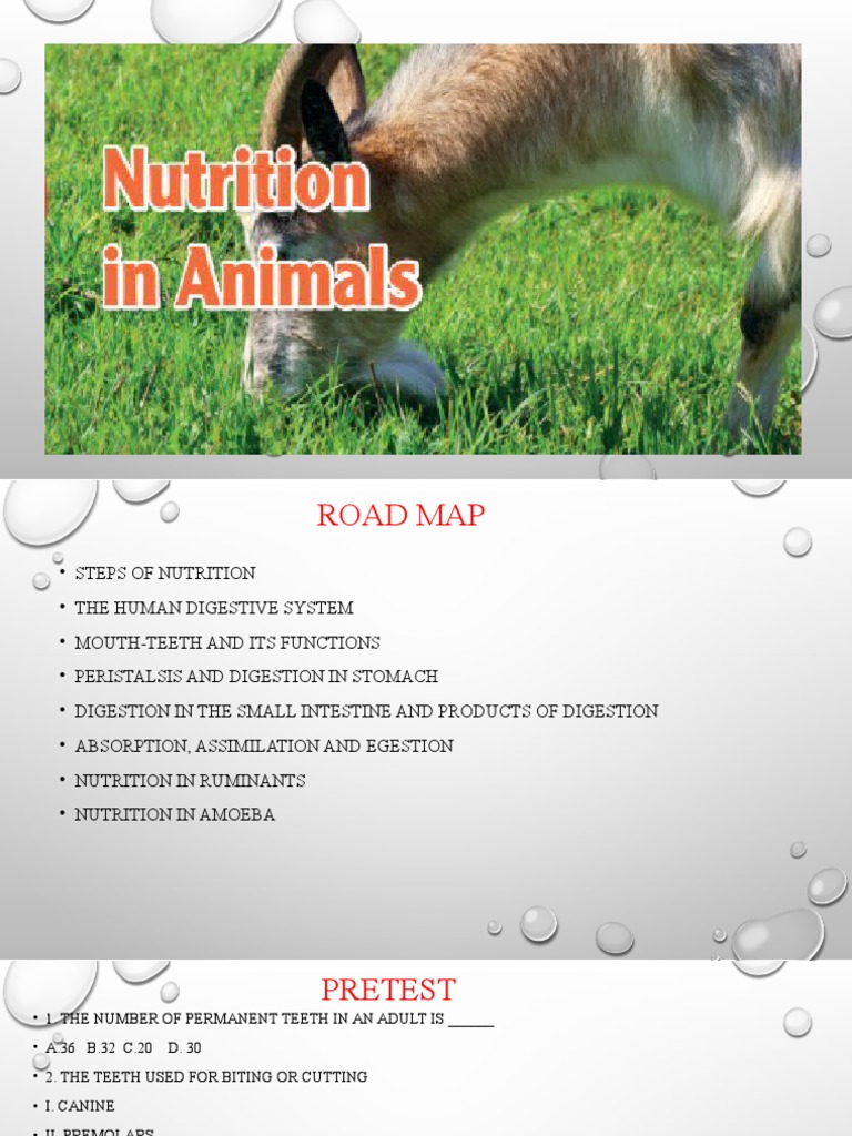 Nutrition and Digestion in Animals | PDF | Digestion | Human Digestive ...