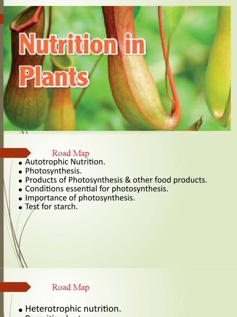 Nutrition in Plants | PDF | Nutrition | Diet & Nutrition