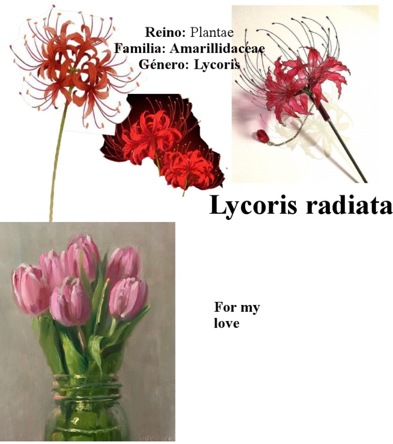 Lycoris radiata | PDF