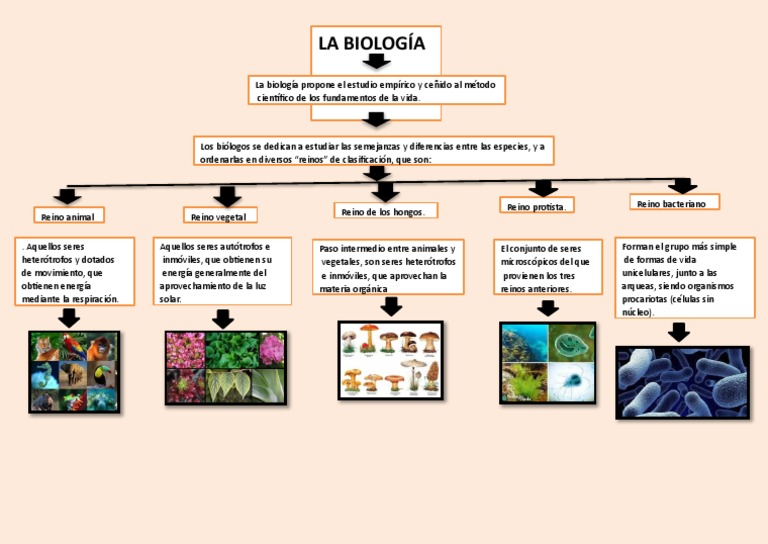 Mapa Conceptual de La Biologia | PDF