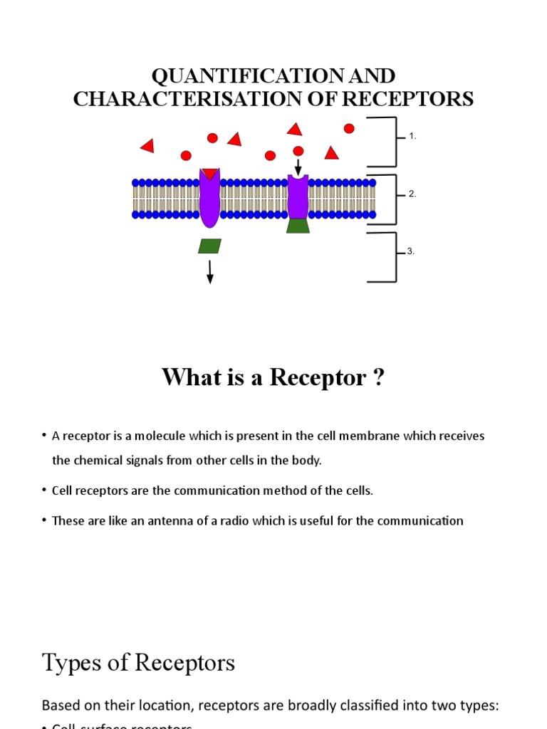 Quantification and Characterisation of Receptors | PDF