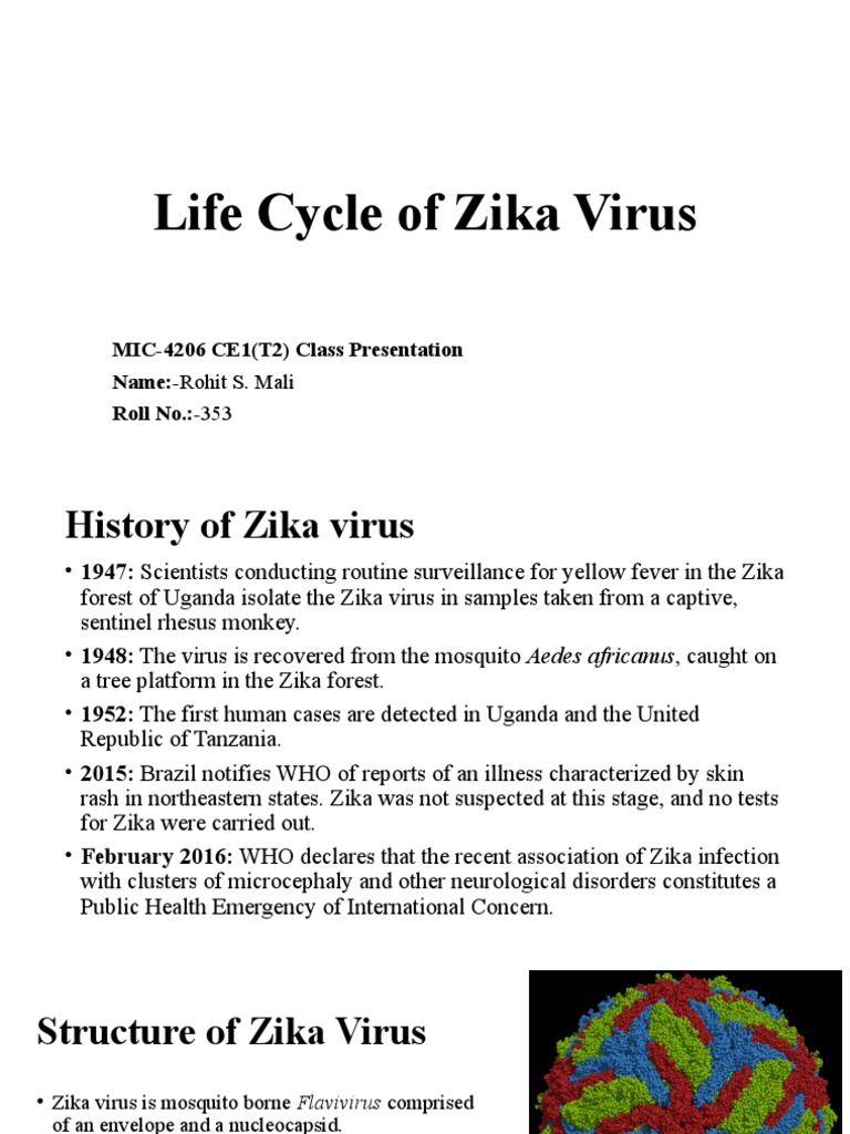 Zika Virus Life Cycle Overview | PDF | Zika Virus | Virus