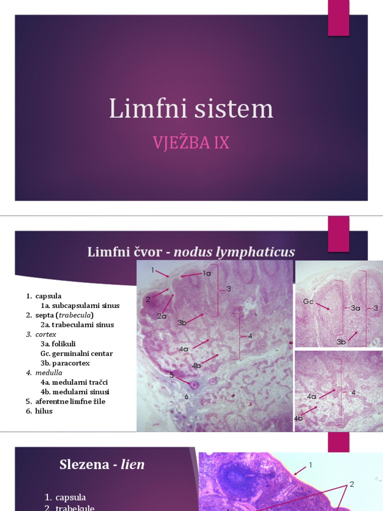 Vježba IX Limfni Sistem | PDF