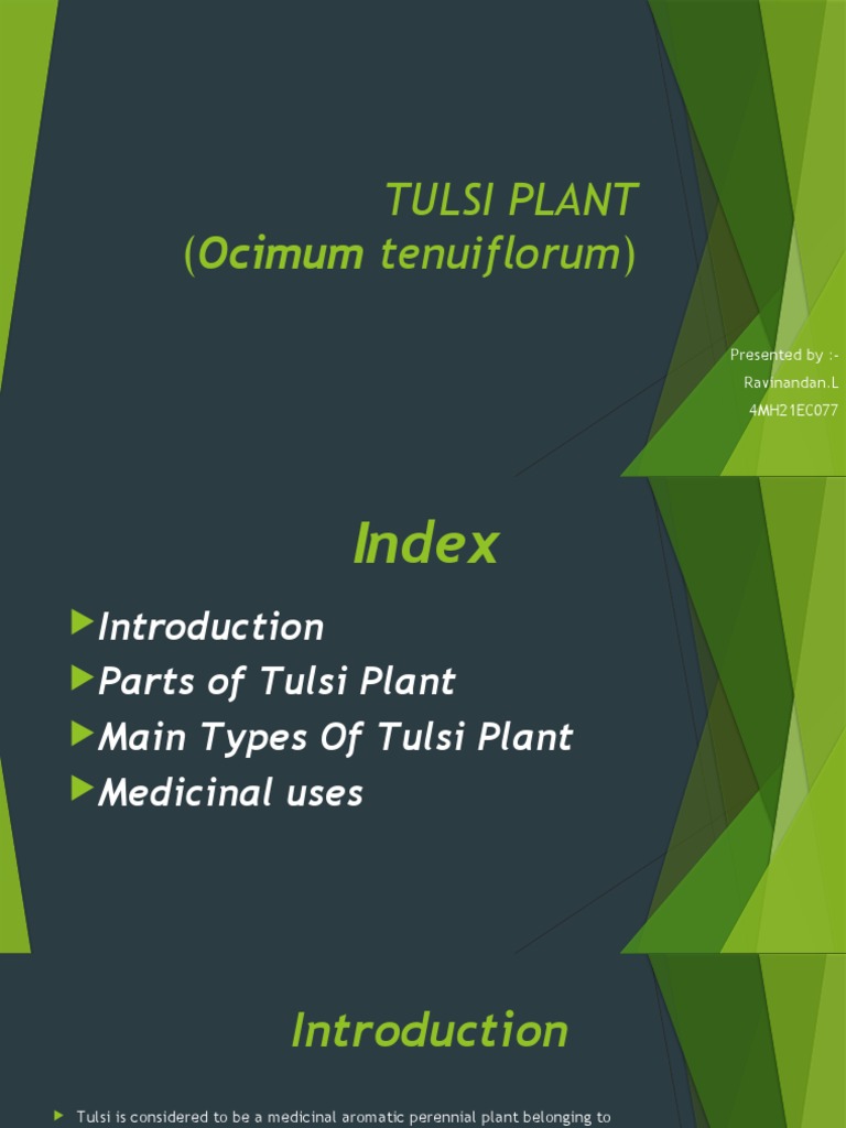 Overview of Tulsi Plant Types and Uses | PDF