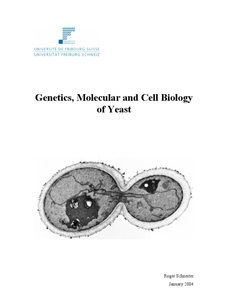 Yeast Genetics Overview by Roger Schneiter | PDF | Saccharomyces ...