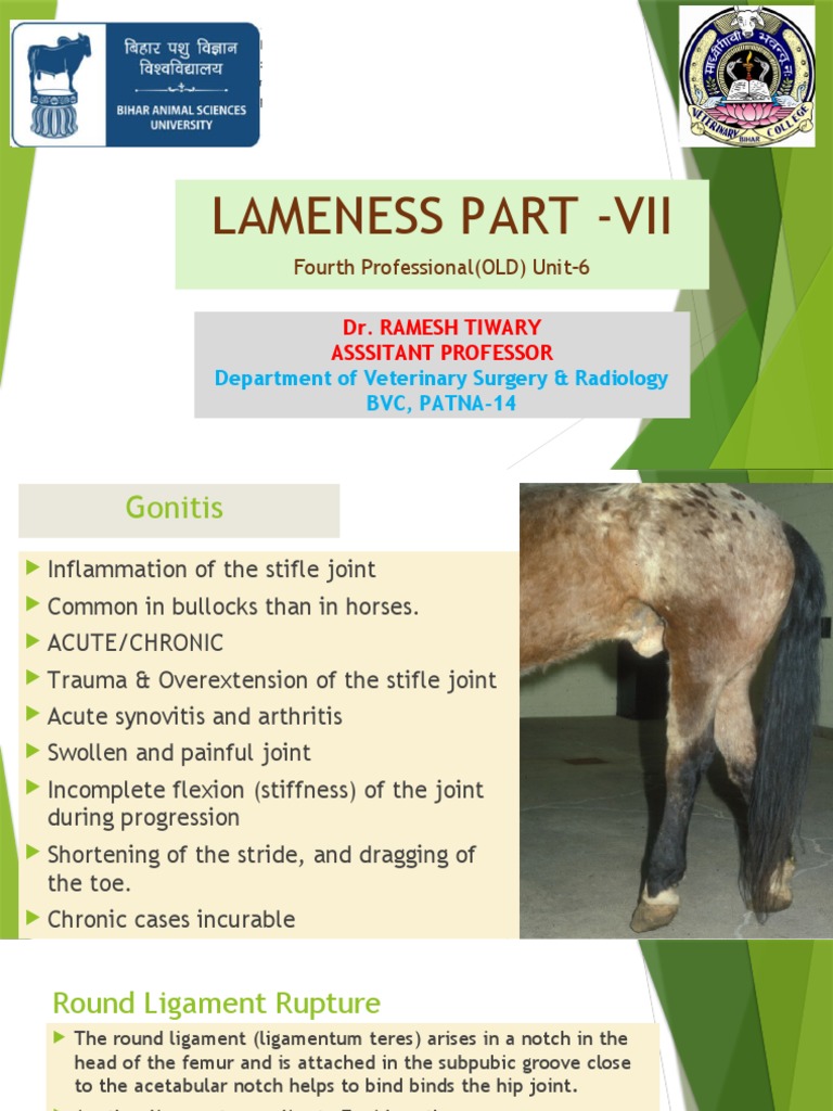 Lameness VII | PDF | Hip | Musculoskeletal System
