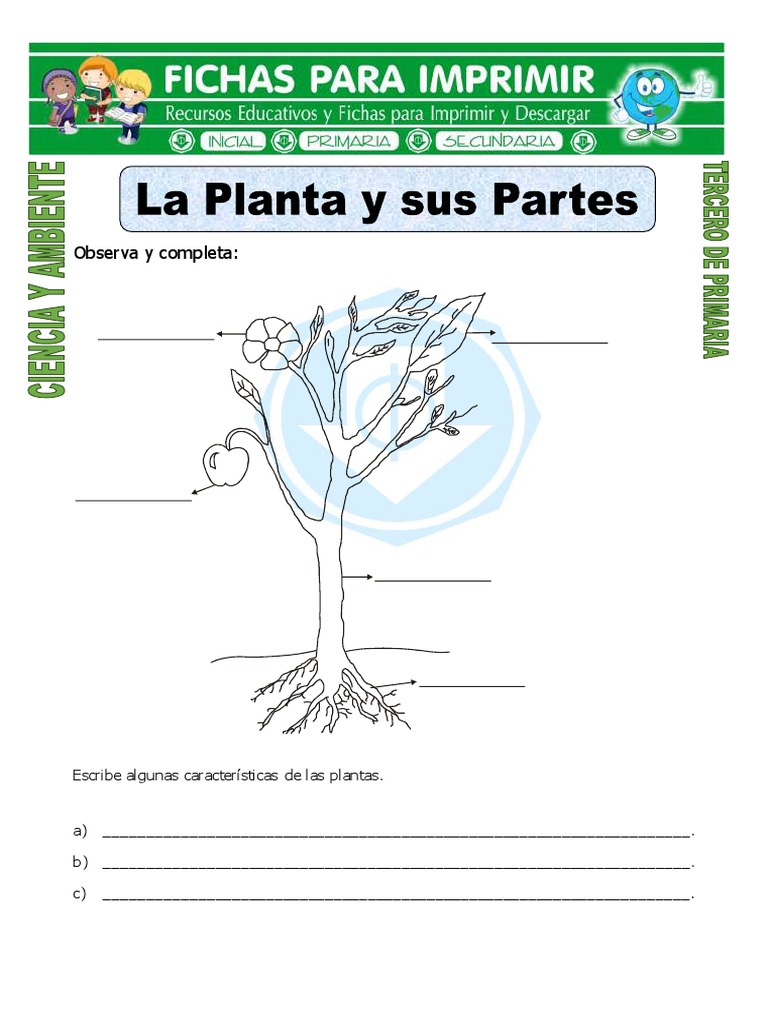 Ficha de La Planta y Sus Partes para Tercero de Primaria 190930030733 ...